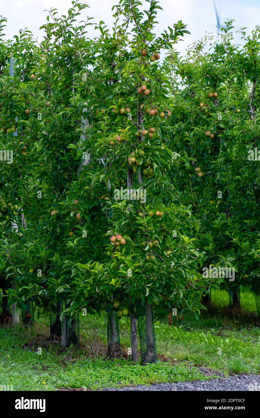 Green organic orchards with rows of apple trees with ripening fruits in ...