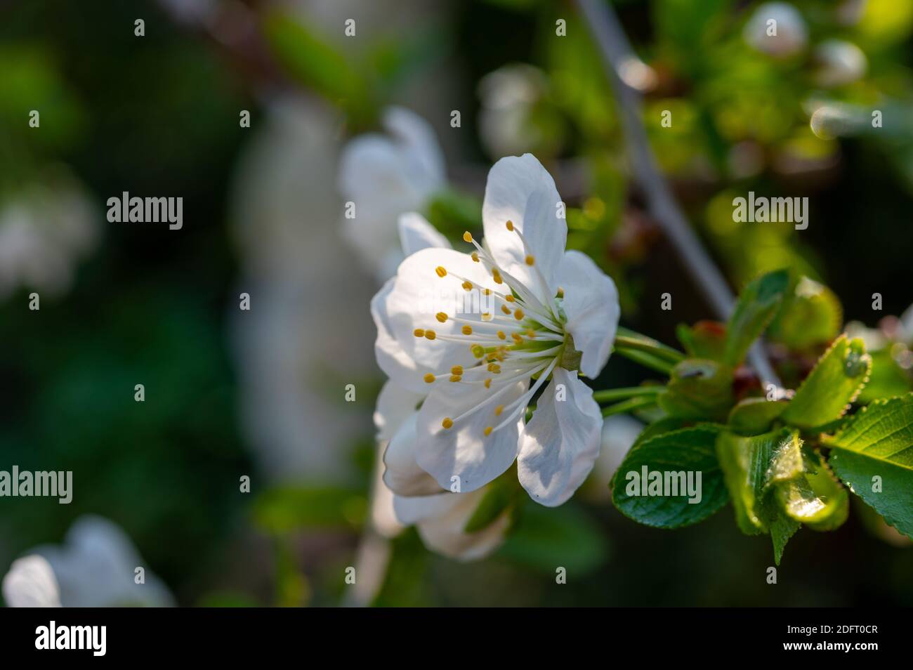Spring white blossom of sour cherry berry trees in orchard in sunny day ...
