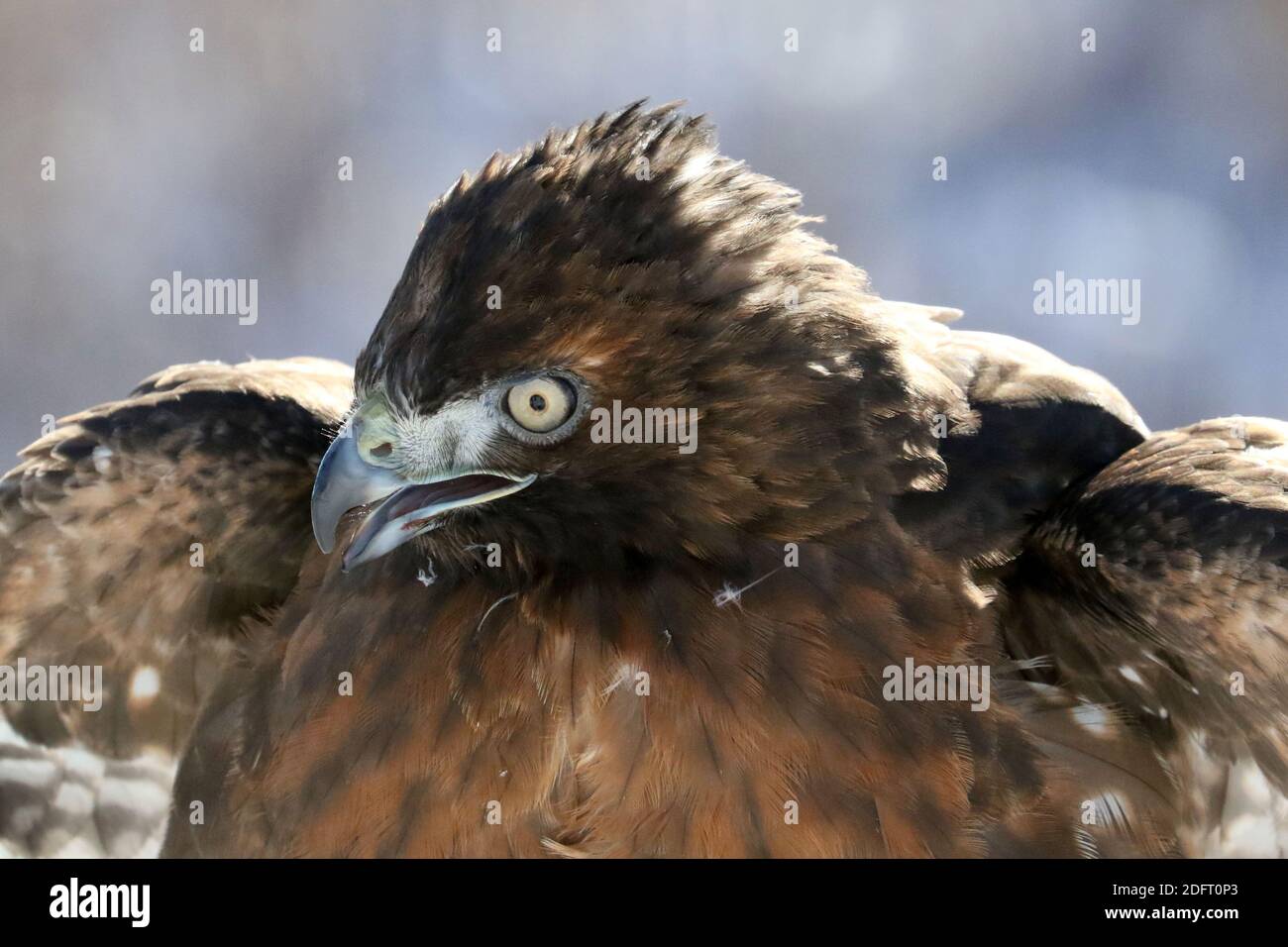 Red Tailed hawk Stock Photo - Alamy