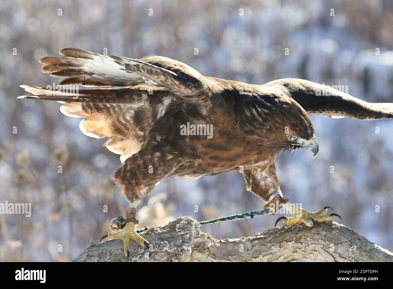 Red Tailed hawk Stock Photo - Alamy