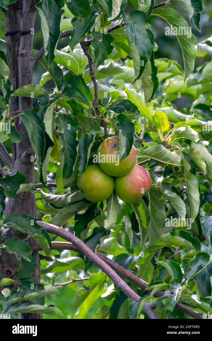 Tiel apple orchard betuwe netherlands hi-res stock photography and ...