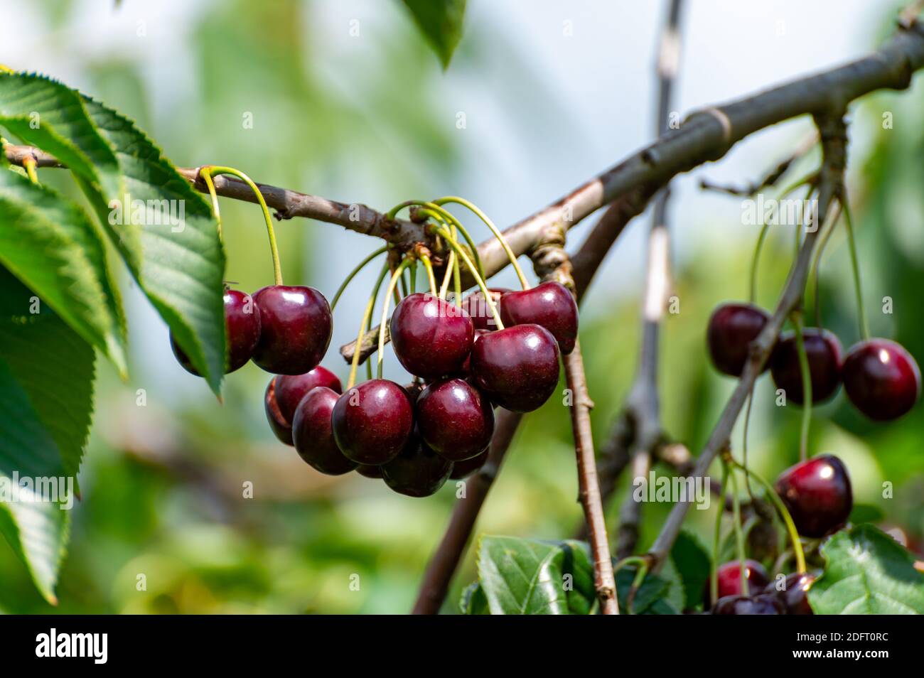 New harvest of big dark ripe sweet cherries on cherry trees plantation ...