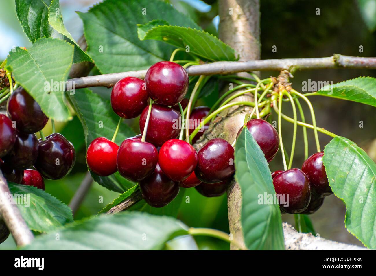 New harvest of big dark ripe sweet cherries on cherry trees plantation ...
