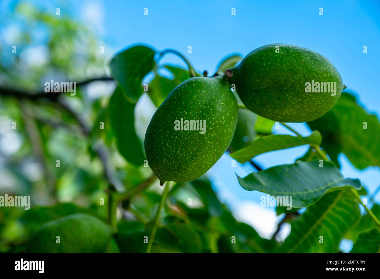 Walnut tree with big unripe nuts in green shell close up Stock Photo ...