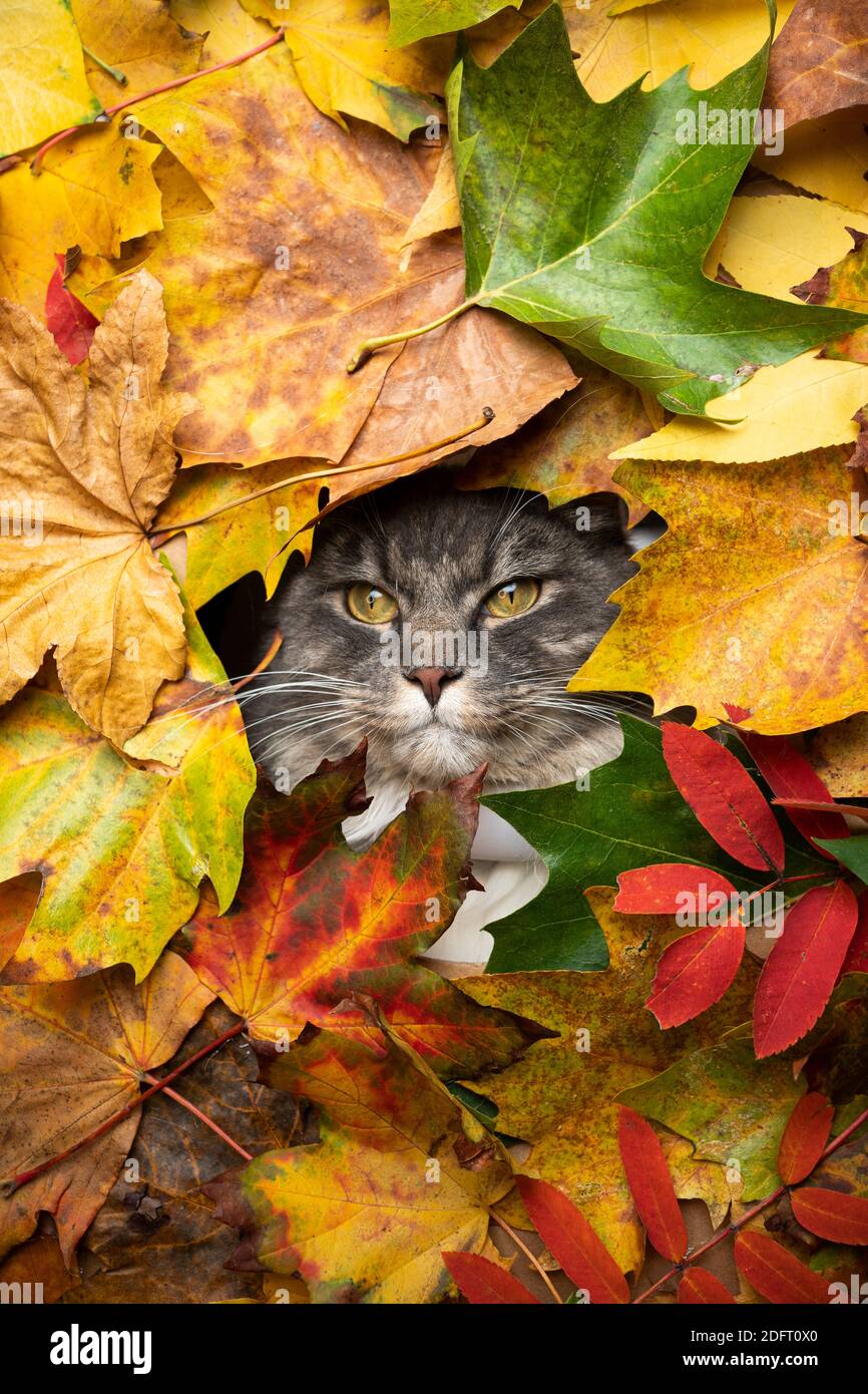 curious blue tabby white maine coon cat looking through a hole of ...