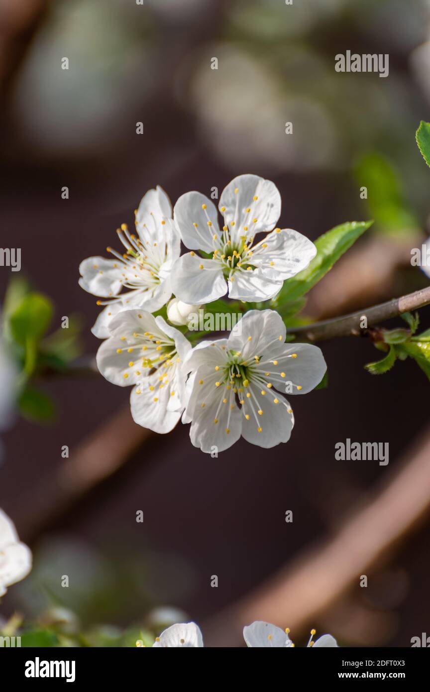 Spring white blossom of sour cherry berry trees in orchard in sunny day ...