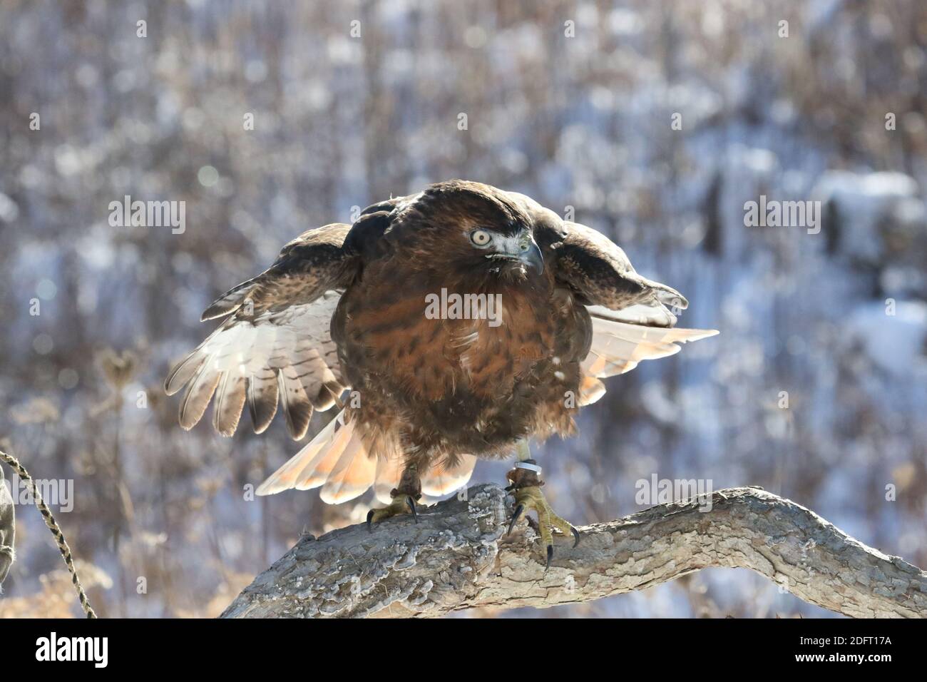 Watching like a hawk hi-res stock photography and images - Alamy