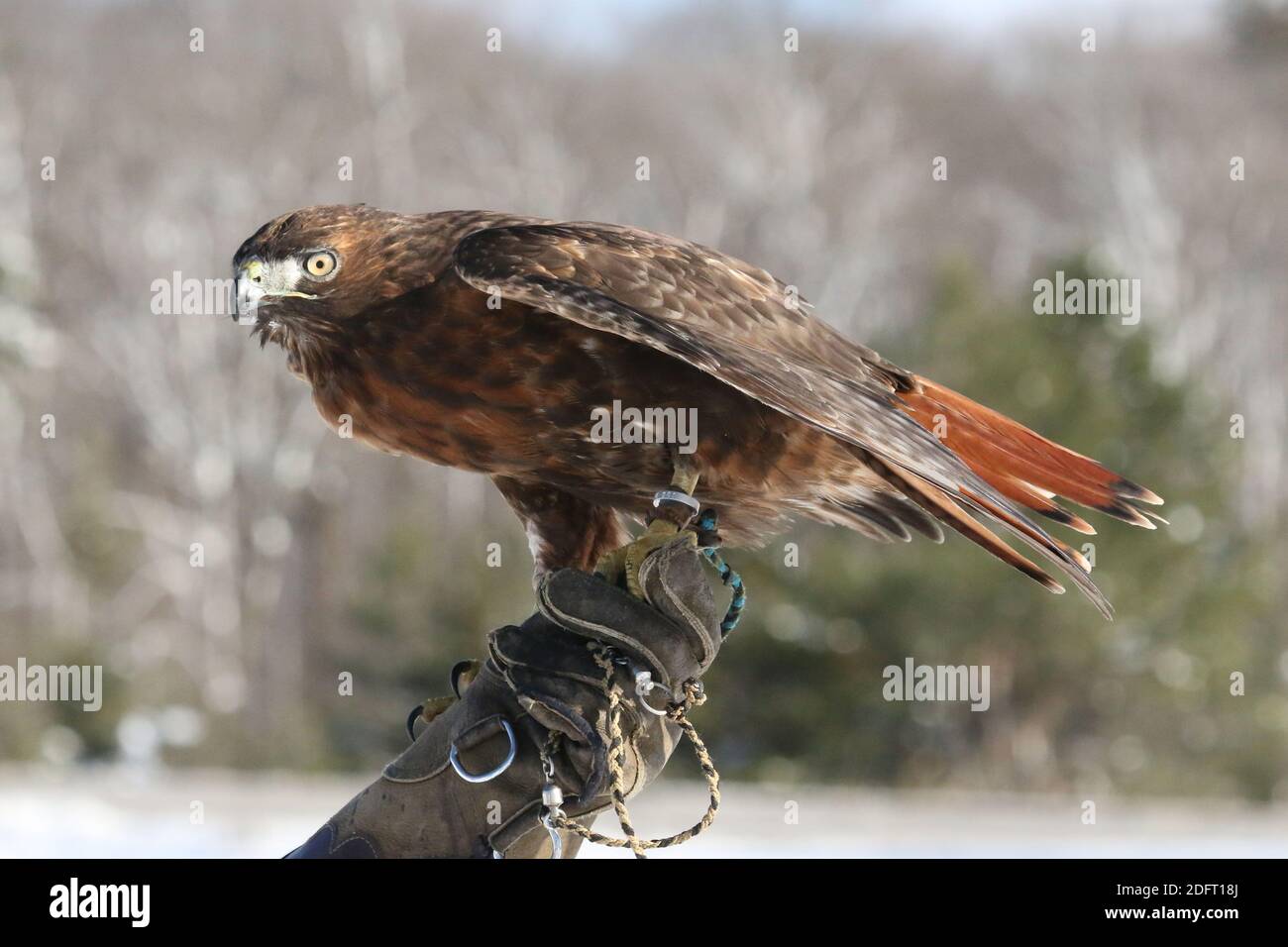 Red Tailed hawk Stock Photo - Alamy