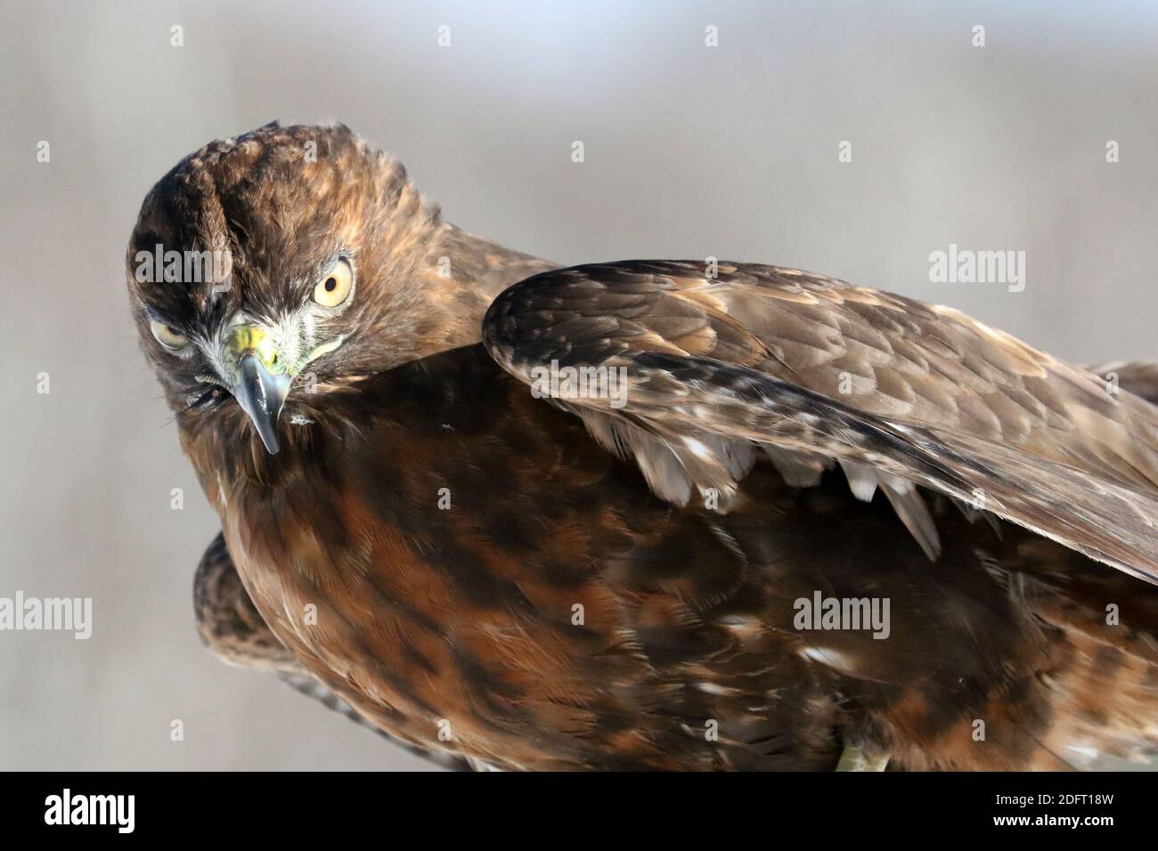 Red tailed hawk in very warm light hi-res stock photography and images ...