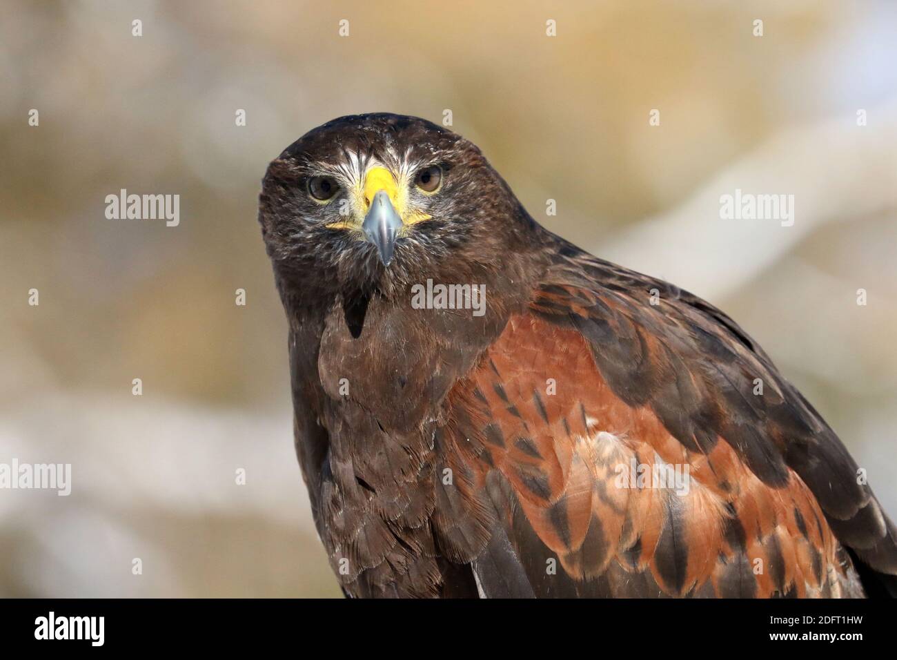 Harris Hawk trained in falconry Stock Photo - Alamy