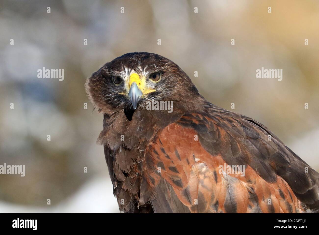 Harris Hawk trained in falconry Stock Photo - Alamy