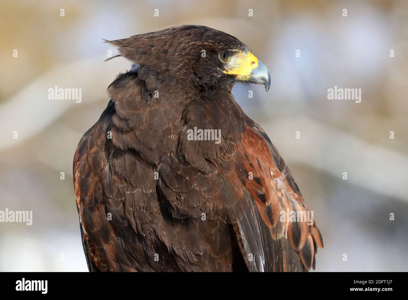 Harris Hawk trained in falconry Stock Photo - Alamy