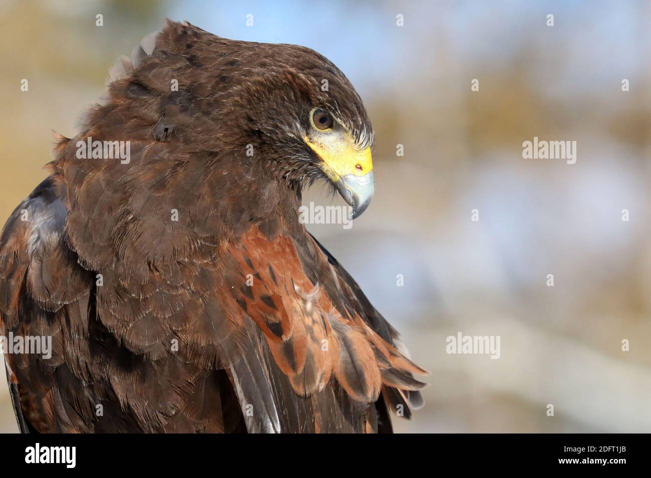 Harris Hawk trained in falconry Stock Photo - Alamy