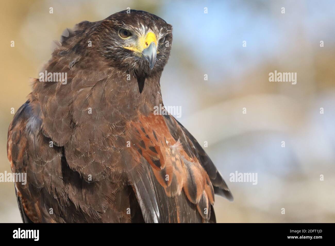 Harris Hawk trained in falconry Stock Photo - Alamy