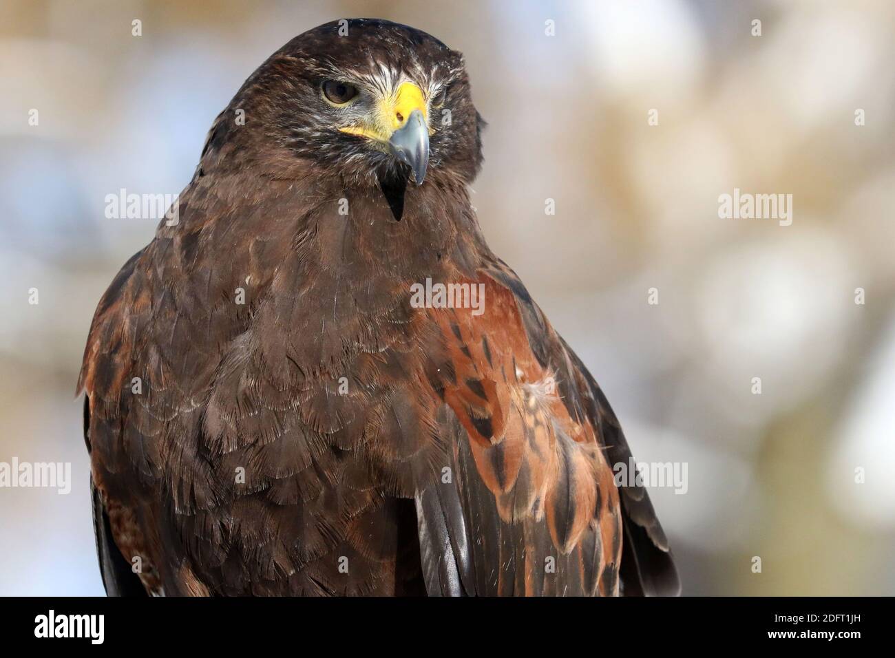 Harris Hawk trained in falconry Stock Photo - Alamy