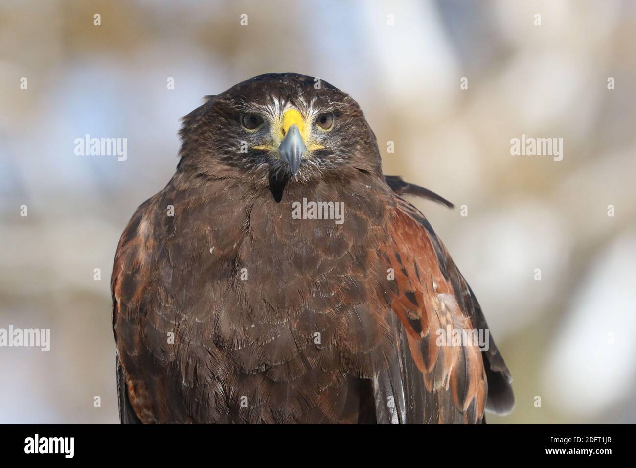 Harris Hawk trained in falconry Stock Photo - Alamy
