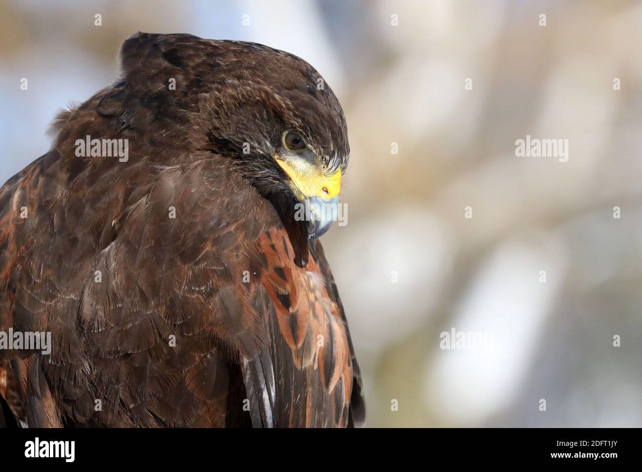 Harris Hawk trained in falconry Stock Photo - Alamy