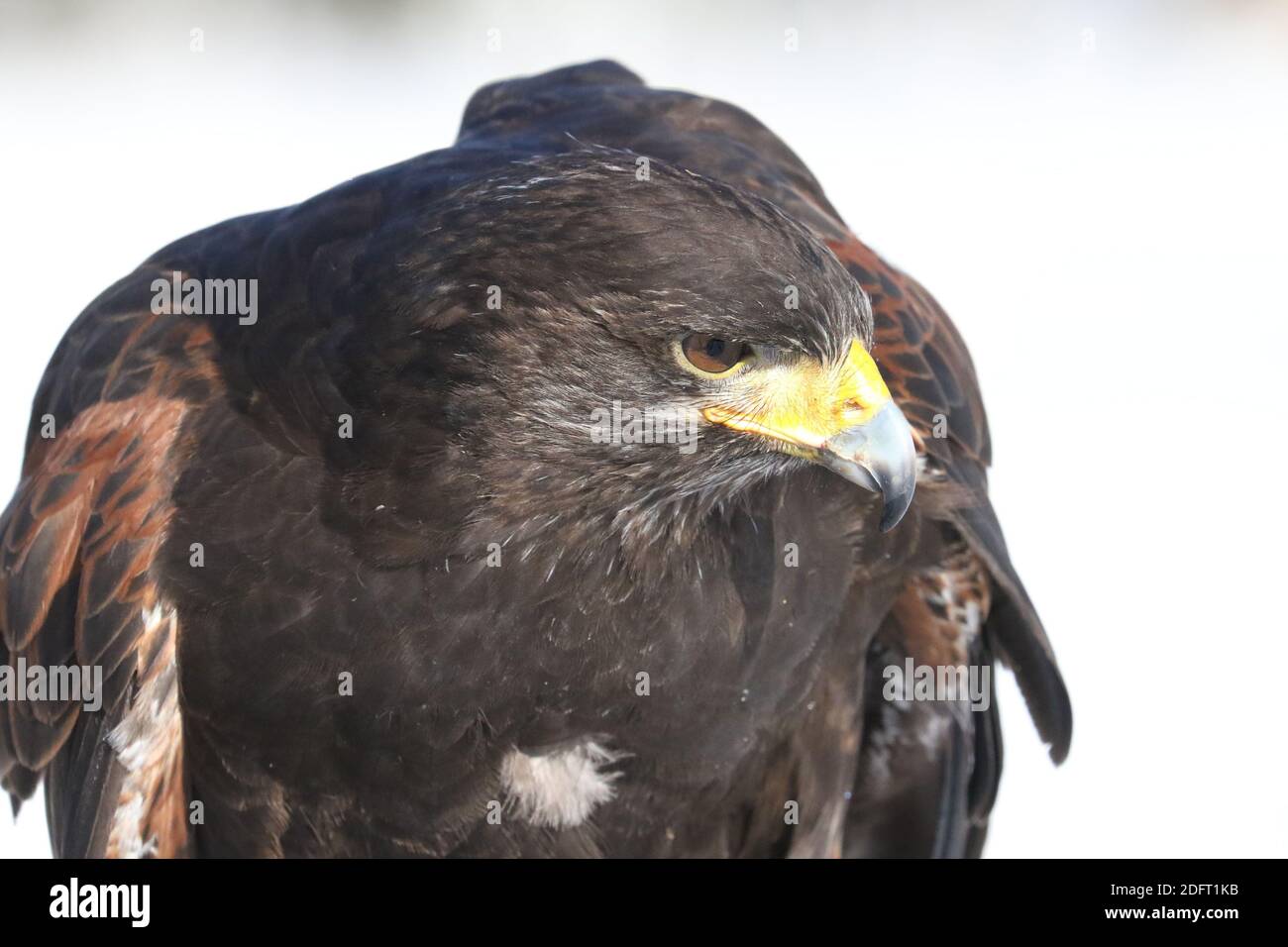 Harris Hawk trained in falconry Stock Photo - Alamy