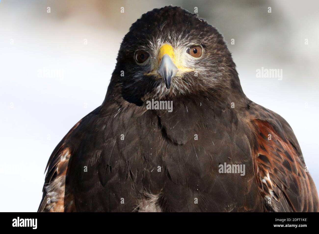 Harris Hawk trained in falconry Stock Photo - Alamy