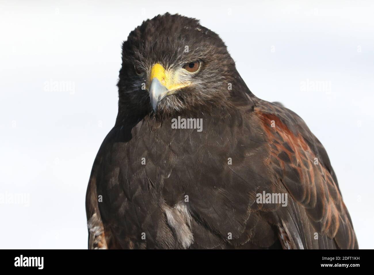 Harris Hawk trained in falconry Stock Photo - Alamy