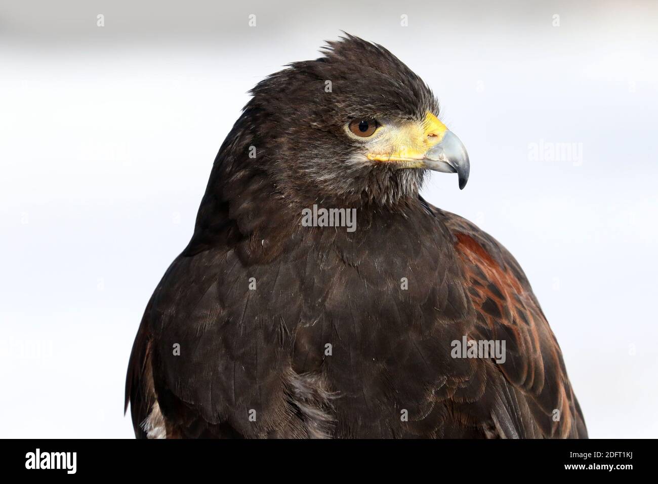 Harris Hawk trained in falconry Stock Photo - Alamy