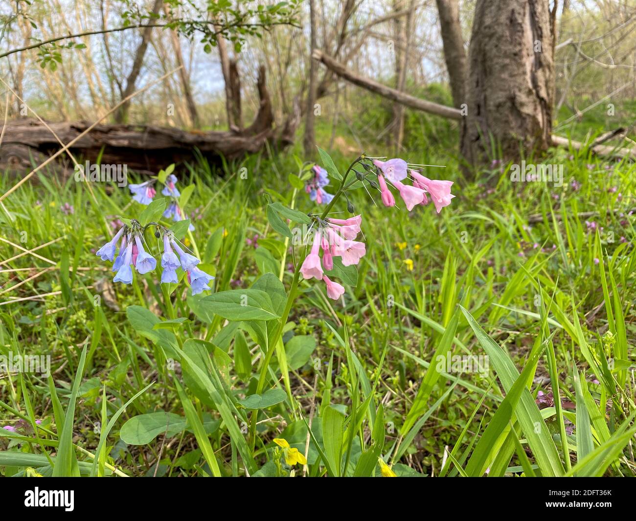 Bluebells on forest floor hi-res stock photography and images - Alamy