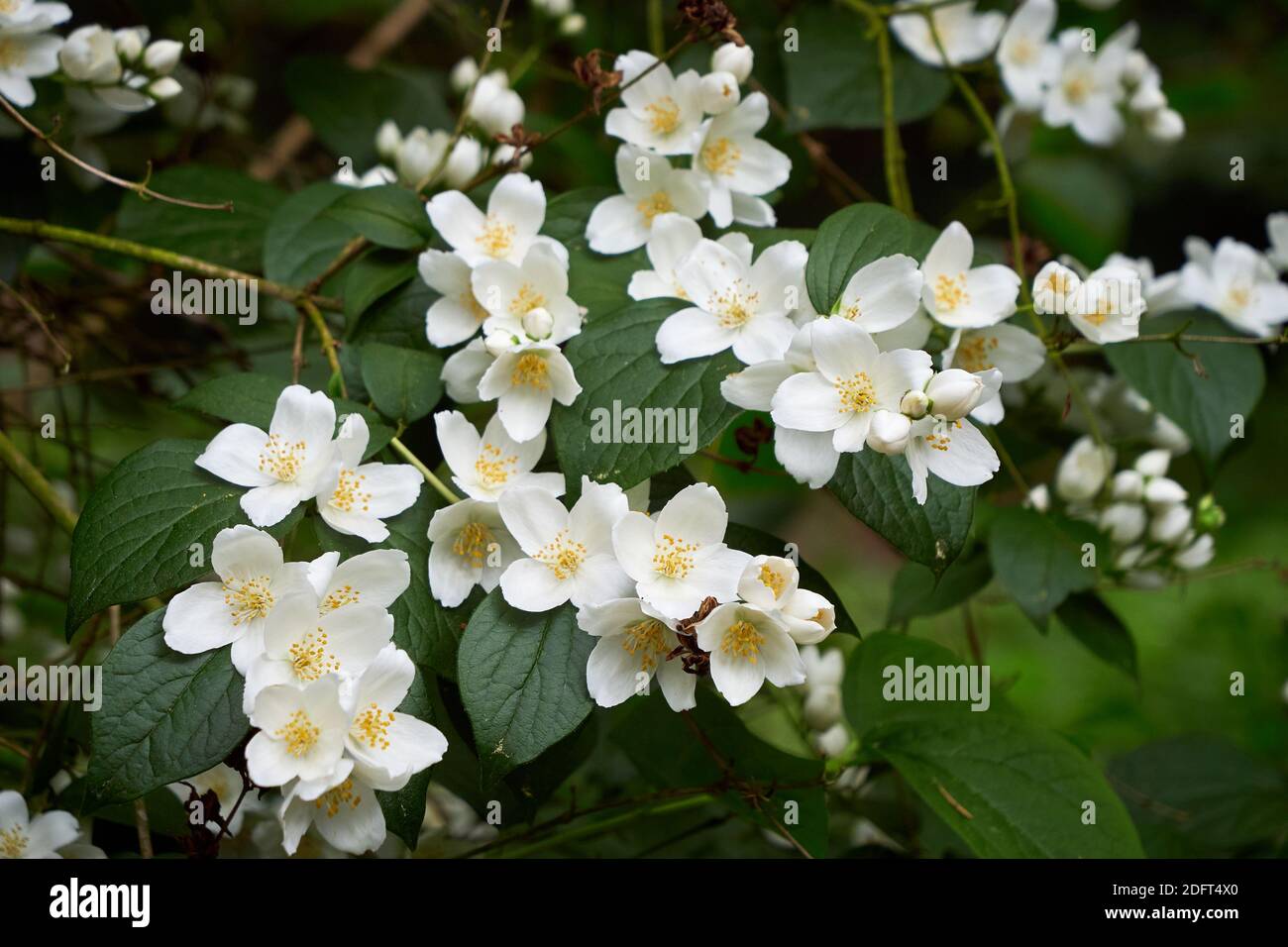 Beautiful jasmine flowers in a garden Stock Photo - Alamy