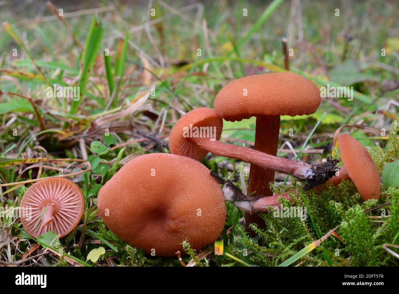 Five nice specimen of Laccaria laccata or Waxy laccaria mushrooms ...