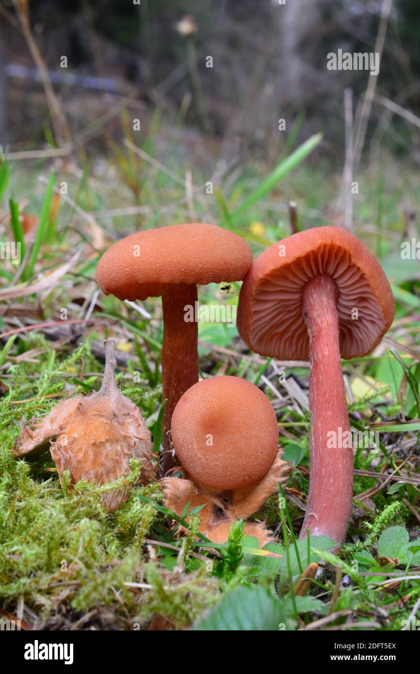Three nice specimen of Laccaria laccata or Waxy laccaria mushrooms in ...