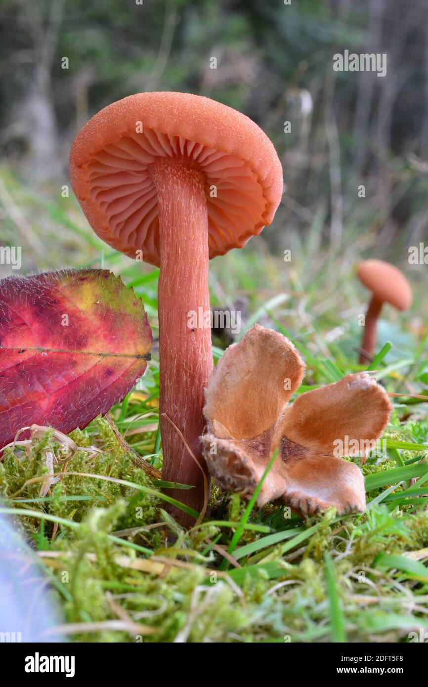 Waxy cap mushroom hi-res stock photography and images - Alamy