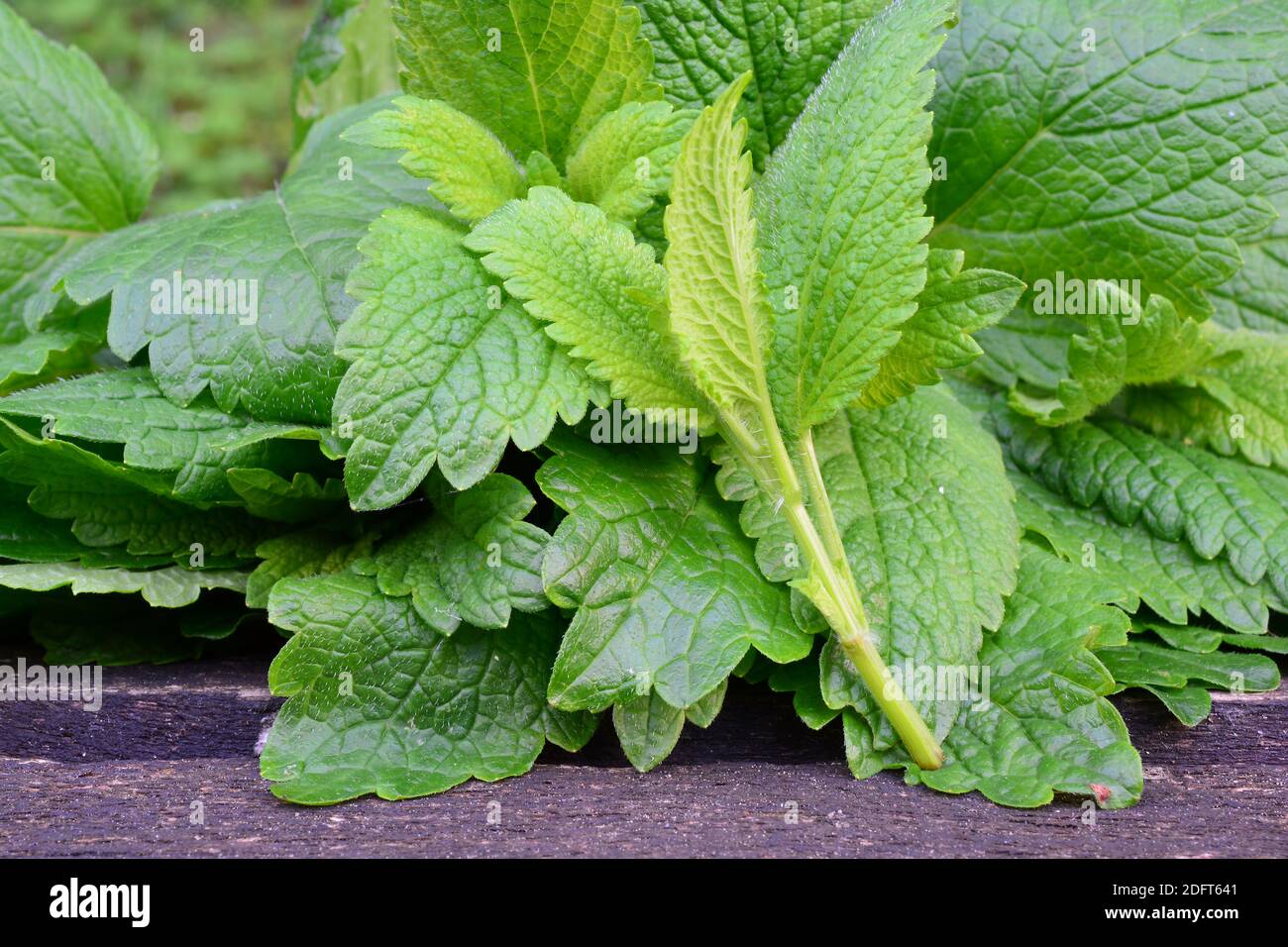 Melissa officinalis lemon balm hi-res stock photography and images - Alamy