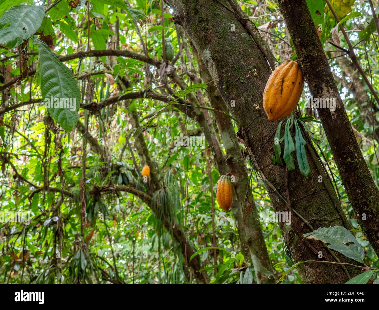 Cacao tree (Theobroma cacao) with ripe pods. This is Arriba Cacao or ...