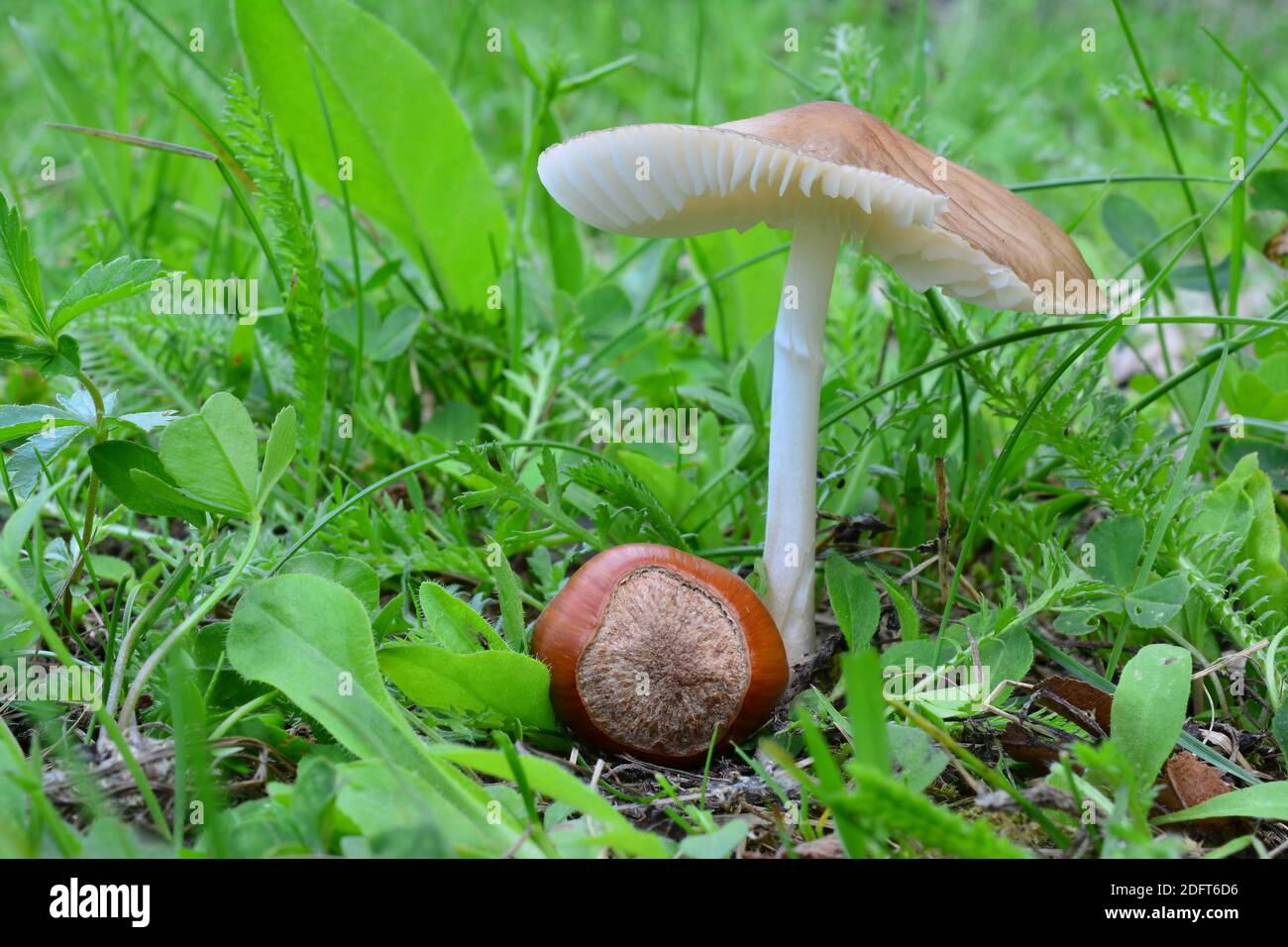 Waxcap mushroom fungi hi-res stock photography and images - Alamy