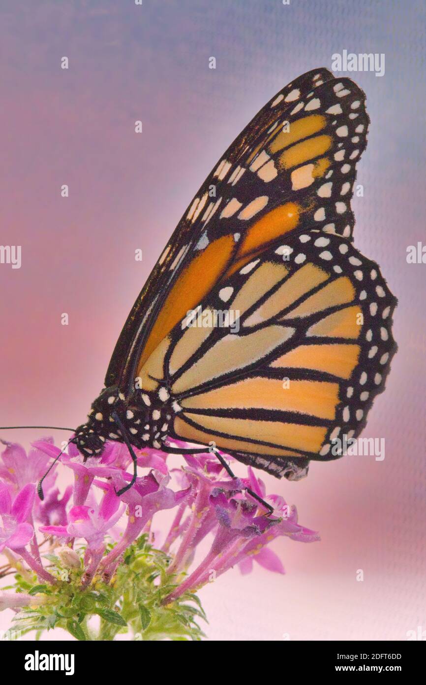 Proboscis monarch butterfly hi-res stock photography and images - Alamy