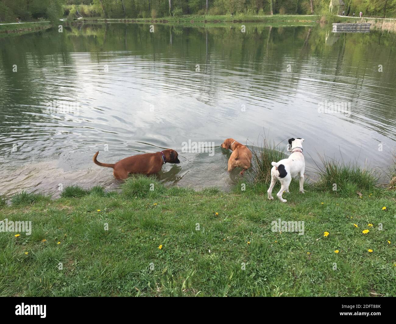 the three dogs in a shallow pond and the grassy shore Stock Photo - Alamy