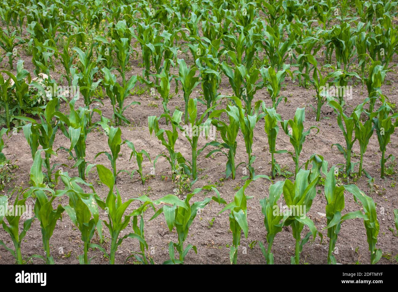 Irrigated Farmland, North Canterbury, South Island New Zealand. A field ...