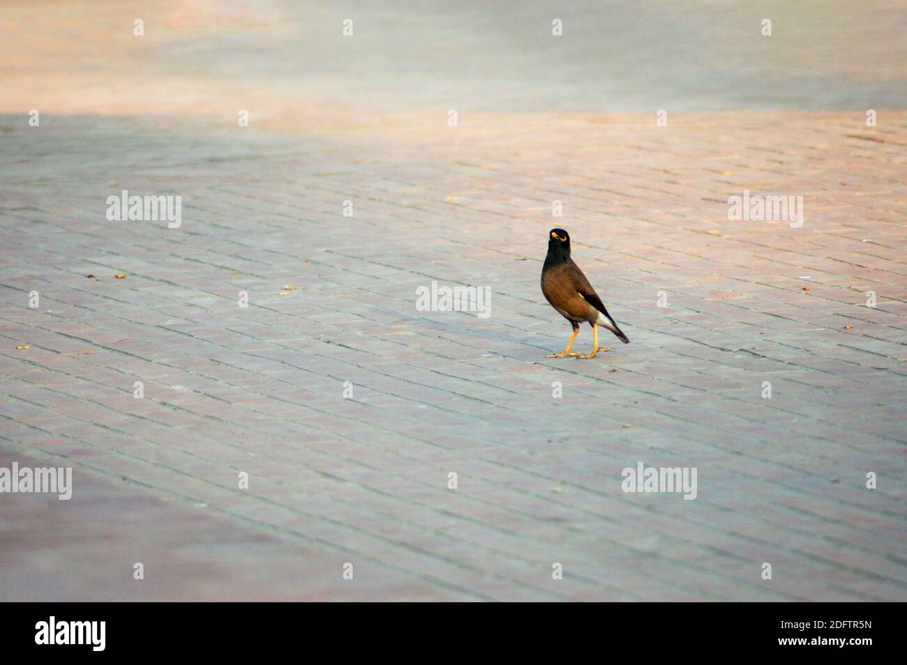 A myna bird standing on a concrete pavement Stock Photo - Alamy