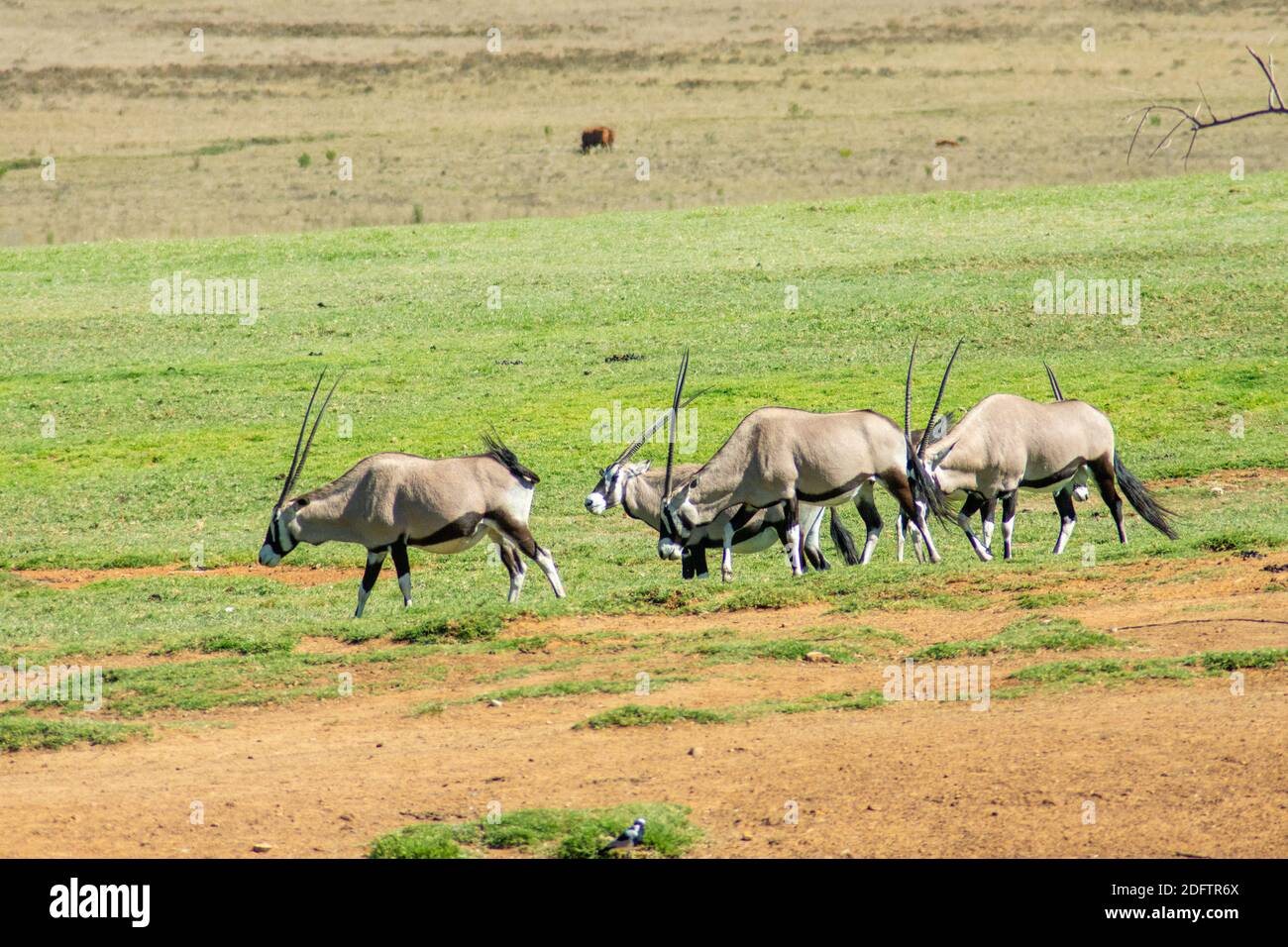 A group of Gemsbok or Gemsbuck in South African Safari Park Stock Photo ...