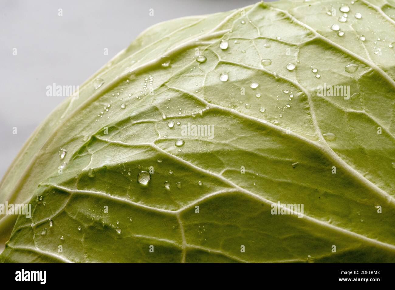Close-up on the outer shell of a raw, fresh cabbage, light green ...