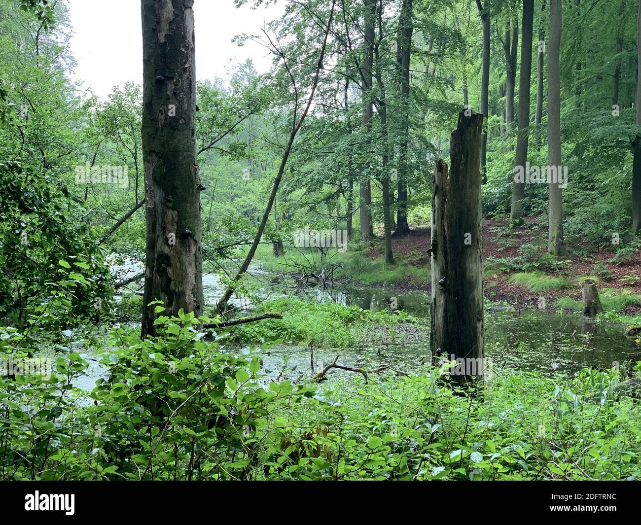 the shallow water and the green trees and shrubs Stock Photo - Alamy