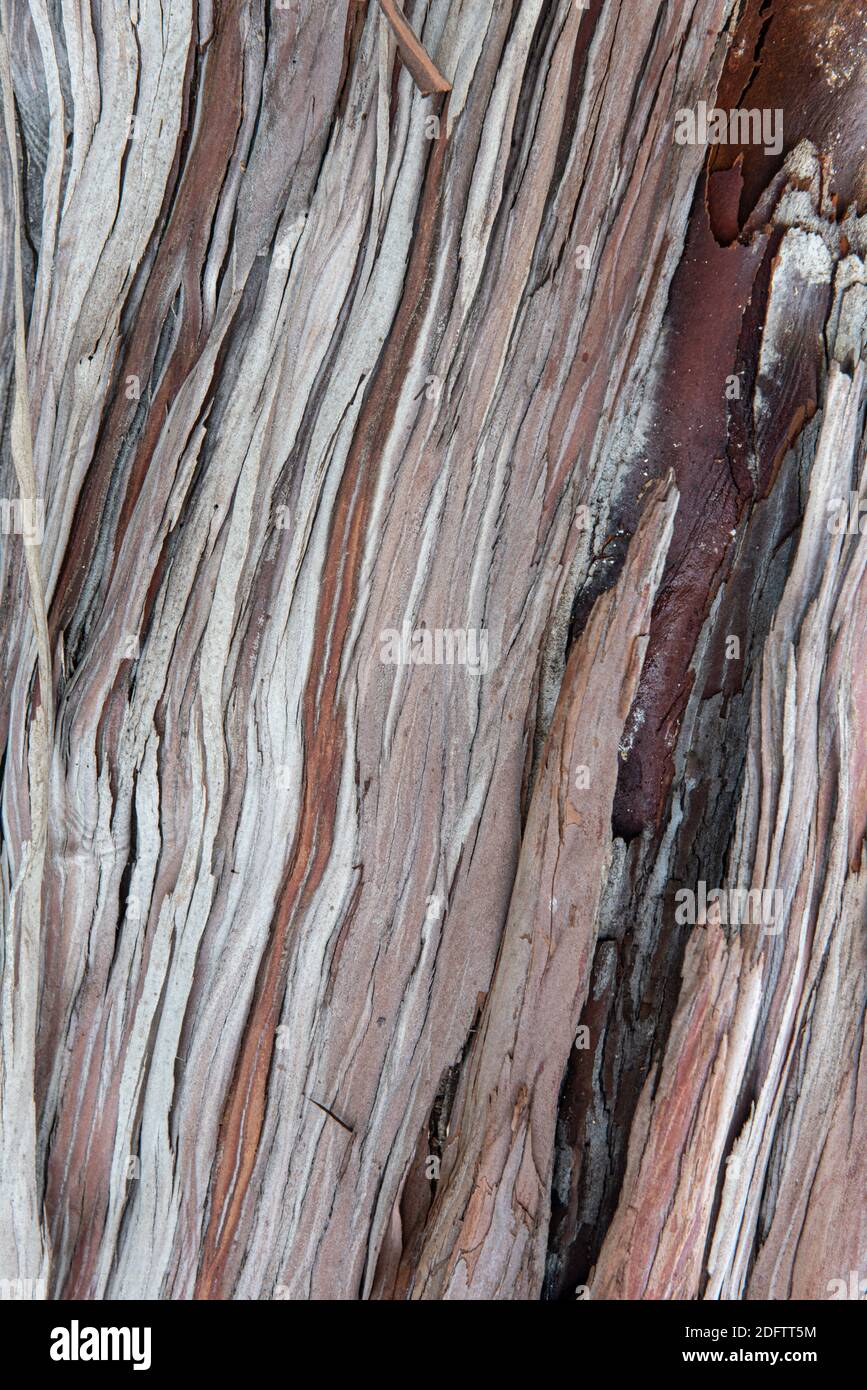 The bark of a Santa Cruz Island Ironwood, Lyonothamnus floribundus ssp ...
