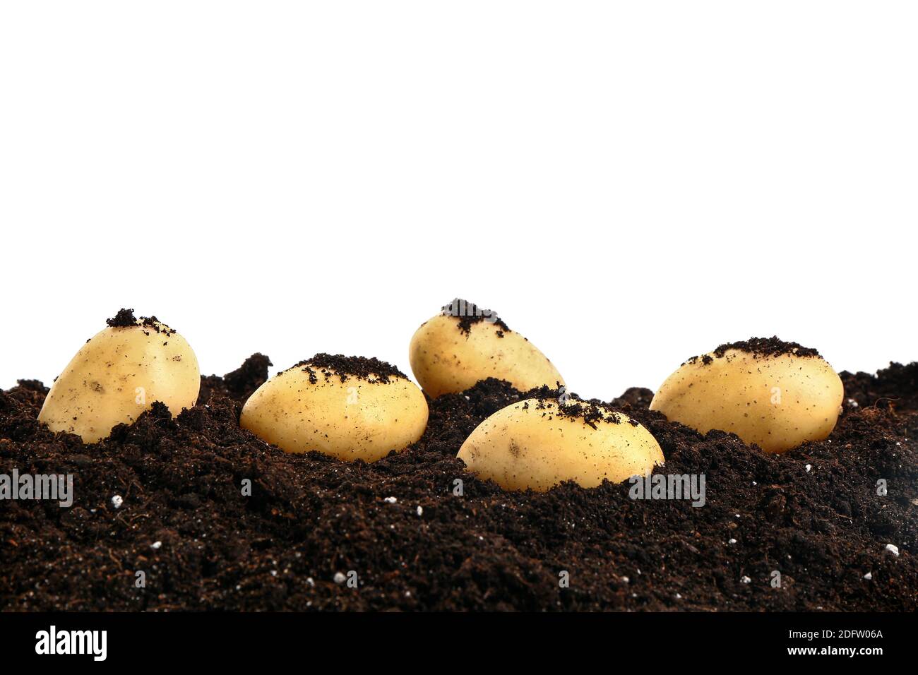 Raw potatoes on ground against white background Stock Photo - Alamy