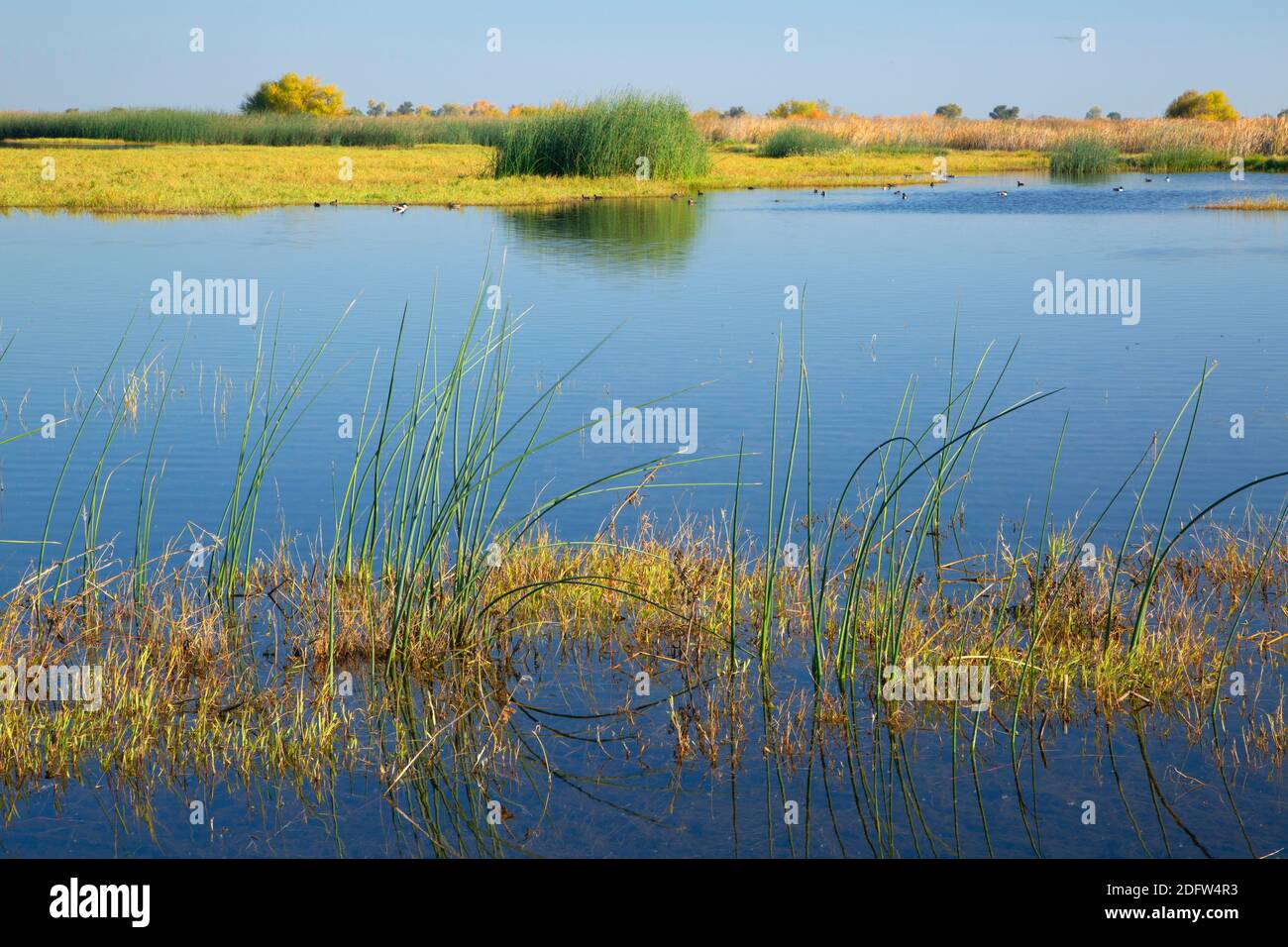 Bulrush marsh, Merced National Wildlife Refuge, California Stock Photo ...