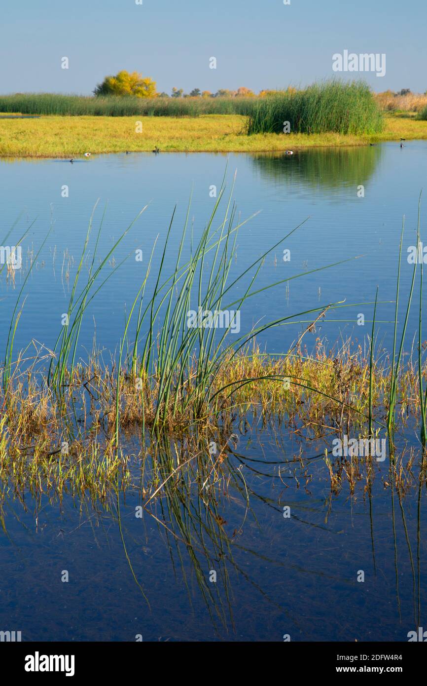 California bulrush hi-res stock photography and images - Alamy