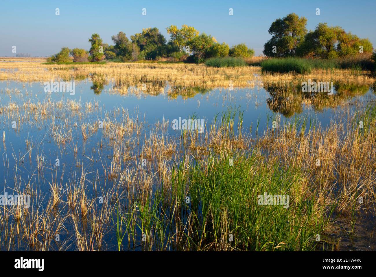 Wetland marsh along Auto Tour Route, Merced National Wildlife Refuge ...