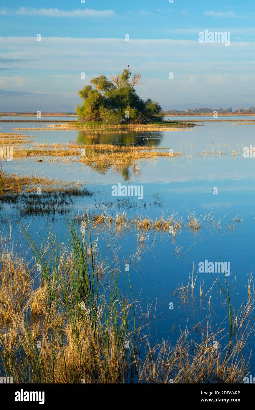 Wetland marsh along Auto Tour Route, Merced National Wildlife Refuge ...
