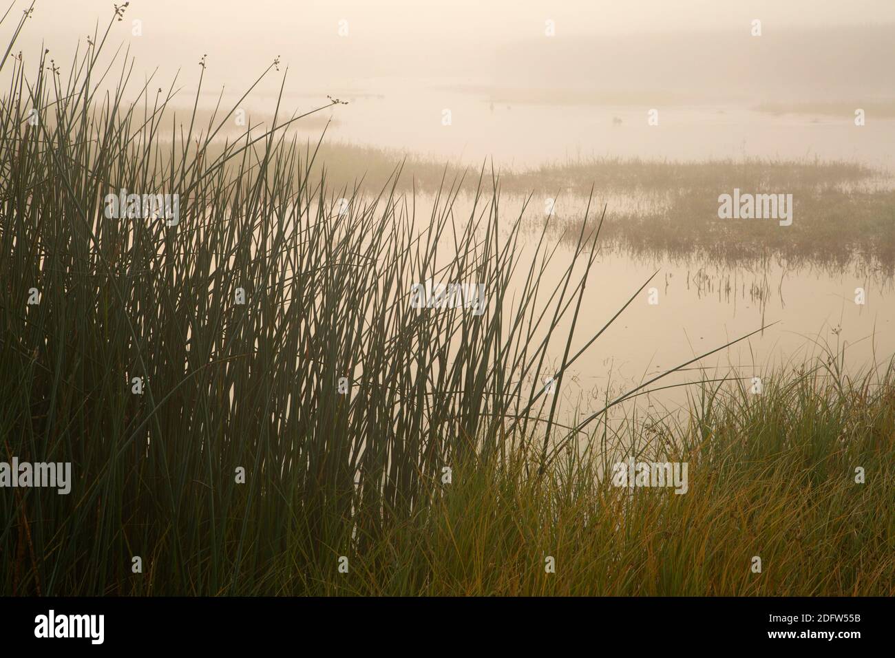 Fog california san joaquin valley hi-res stock photography and images ...