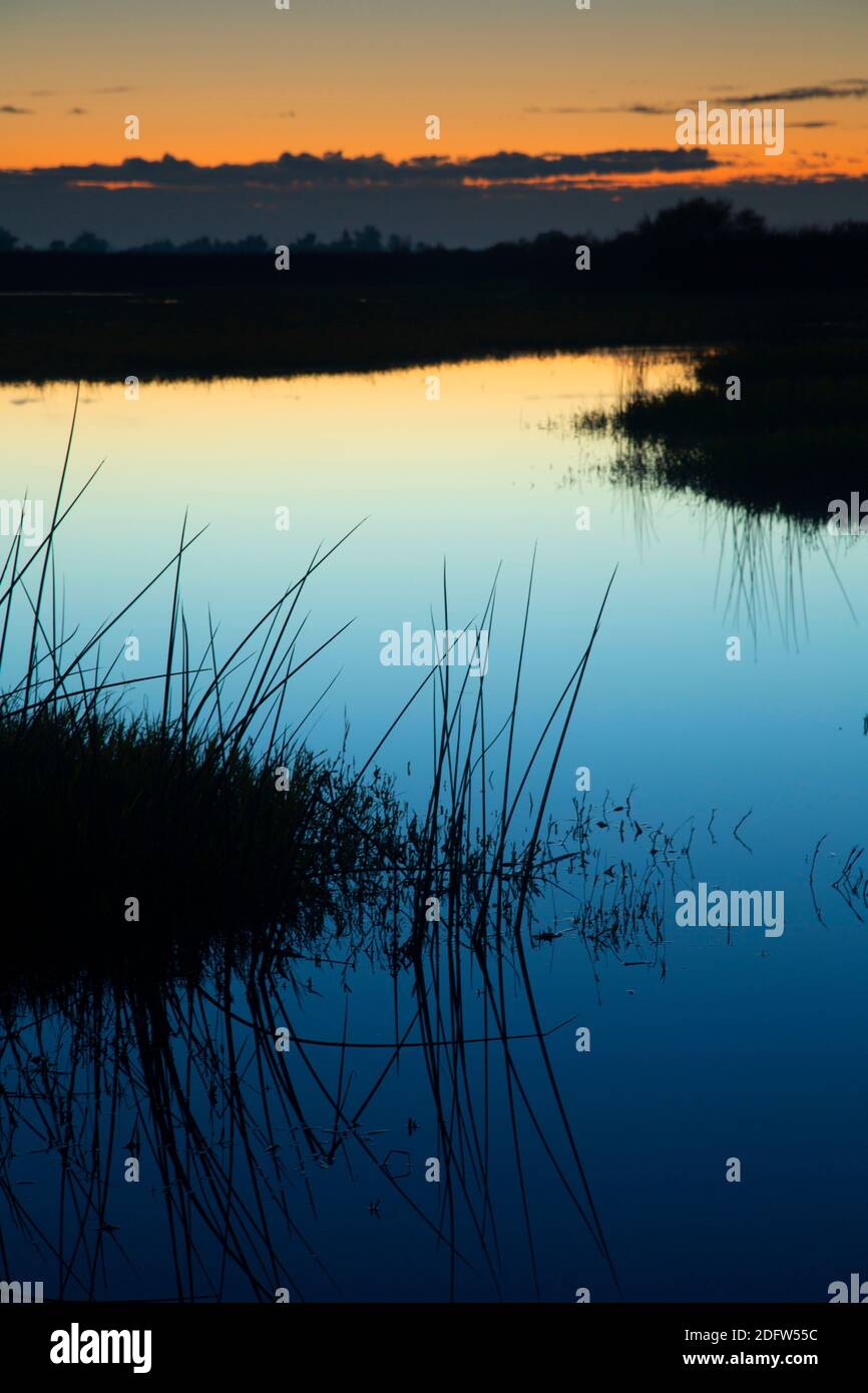 Bulrush marsh dawn, Merced National Wildlife Refuge, California Stock ...