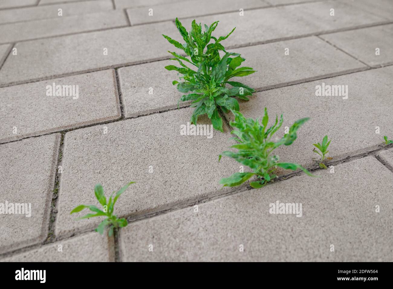 Plant growing through pavement, closeup Stock Photo - Alamy