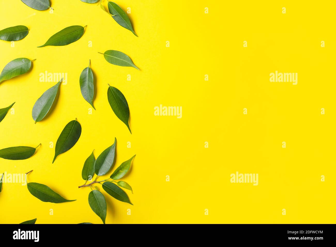 Green tea leaves on color background Stock Photo - Alamy
